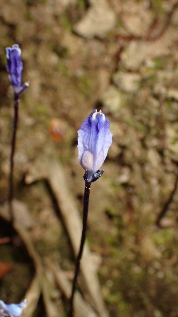 Burmannia wallichii from 馬鞍山郊野公園, 馬鞍山, 新界, HK on November 14, 2021 at ...