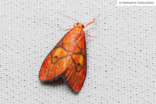 Callidarsine callida · iNaturalist Mexico