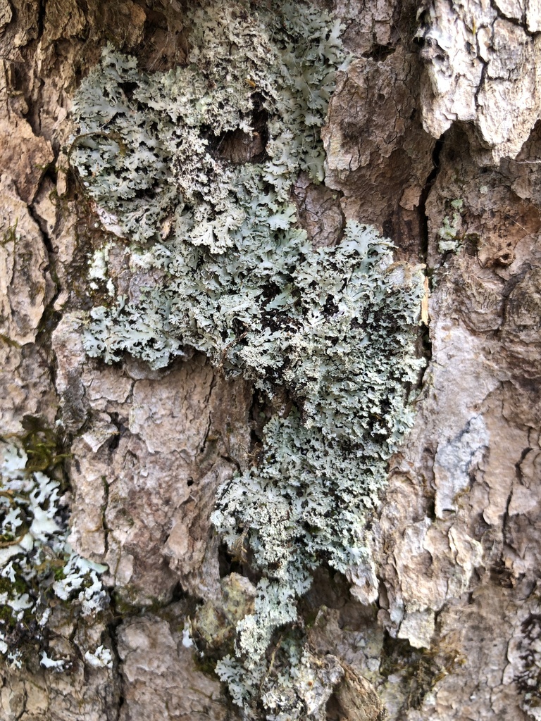 Scaly Fringe Lichen from Fundy National Park, Alma, NB, CA on November ...