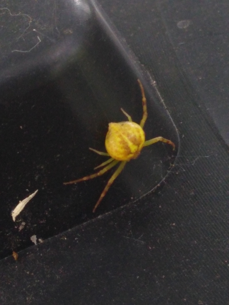 Misumenops from Gral. Rodríguez, Provincia de Buenos Aires, Argentina ...