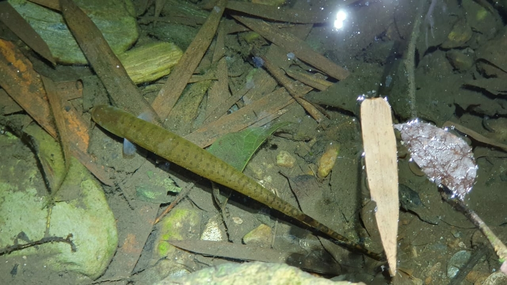 Banded Knifefish from Tunapuna/Piarco Regional Corporation, Trinidad ...