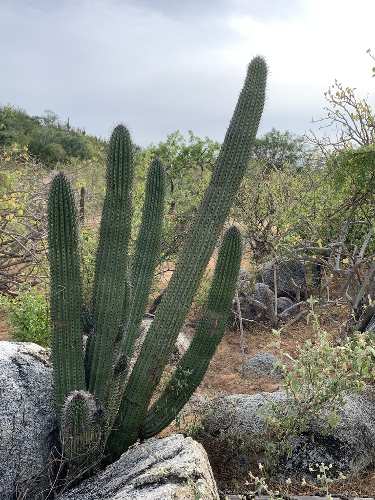 Pitayo dulce desde Los Cabos, BCS, MX el 16 de noviembre de 2021 a las ...