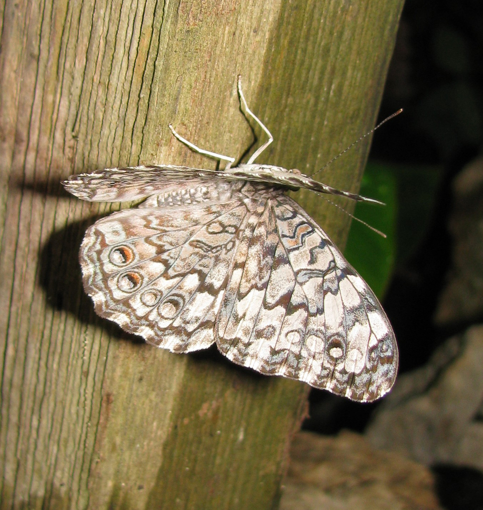 Hamadryas februa ferentina from Homun, Yucatán on July 4, 2009 by ...