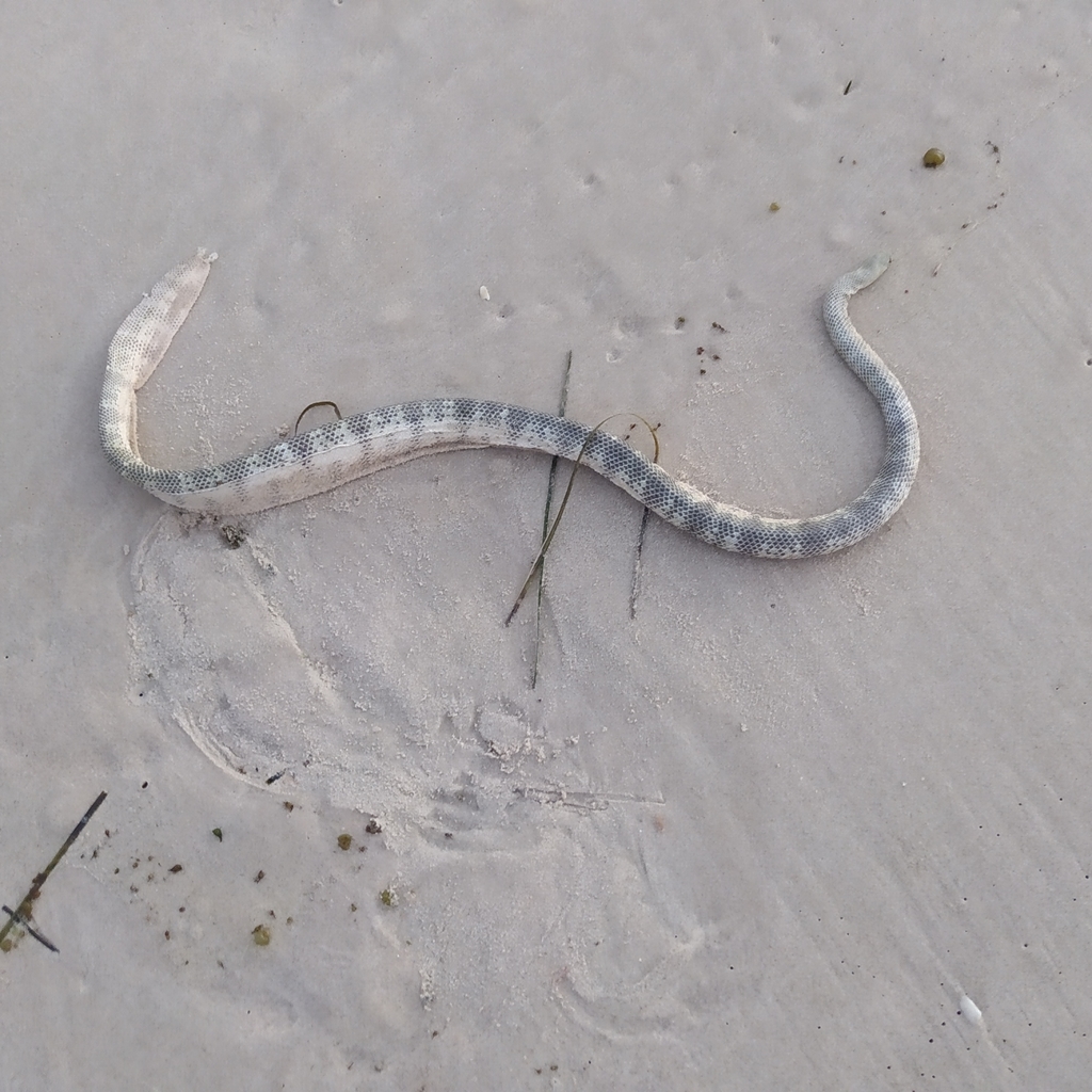 Peron's Sea Snake from Nambucca Heads NSW 2448, Australia on November ...