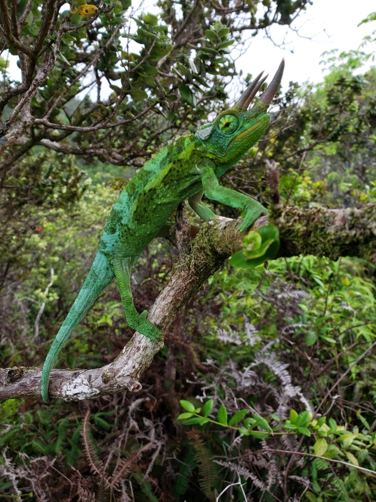 Yellow-crested Jackson's Chameleon in November 2021 by Thomas Strain ...