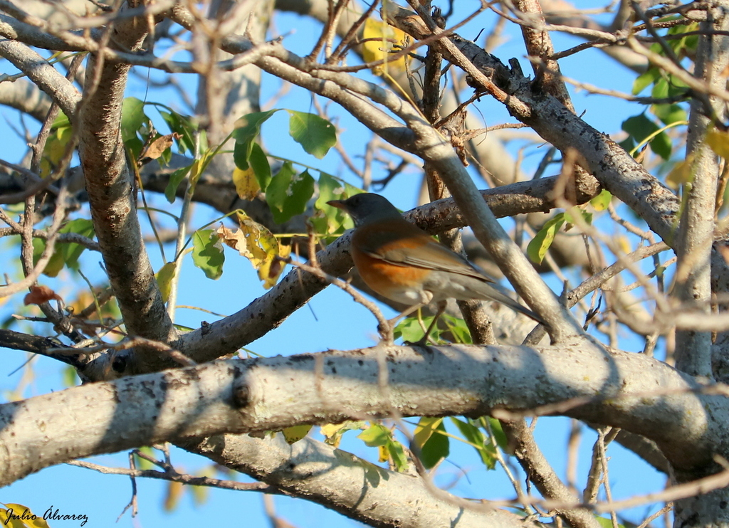 Rufous-backed Robin from Amatitán, Jal., México on November 14, 2021 at ...