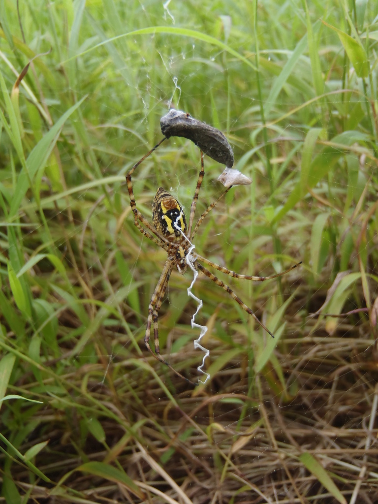 Banded Garden Spider from El Porvenir, Honduras on January 17, 2014 at ...
