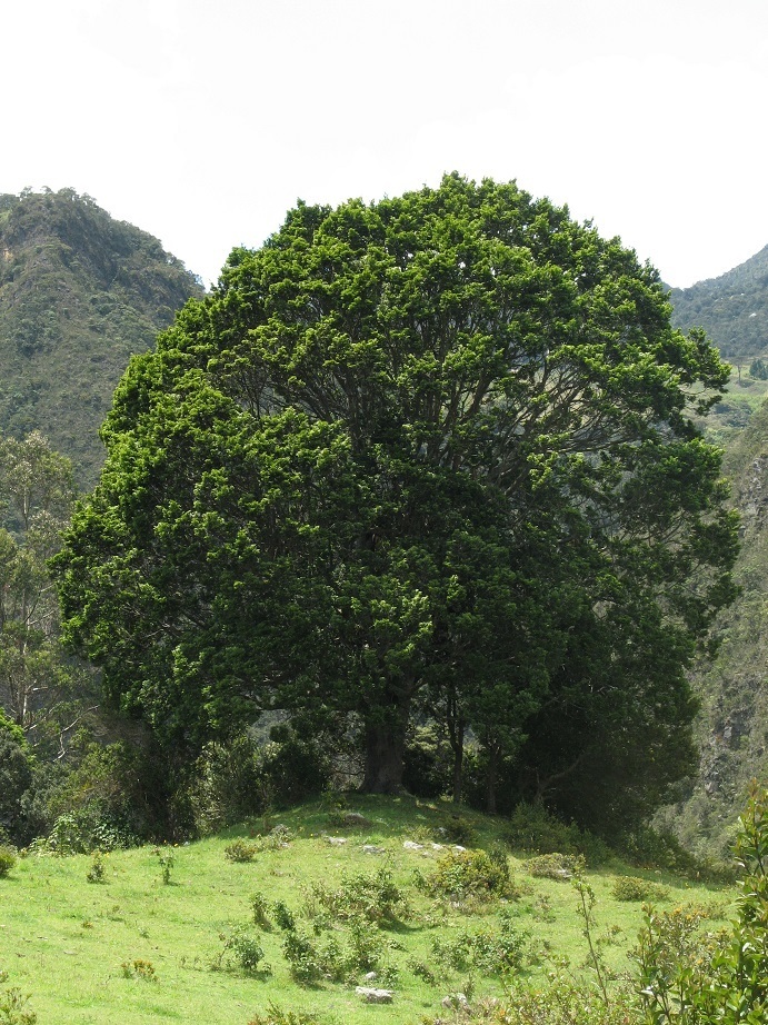 Pino hayuelo (Fauna y flora de la Finca El Cerro) · iNaturalist