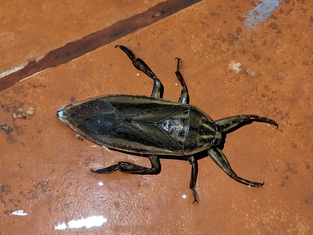 Asian Giant Water Bug from GoodEarth Malhar - Resonance on November 16 ...