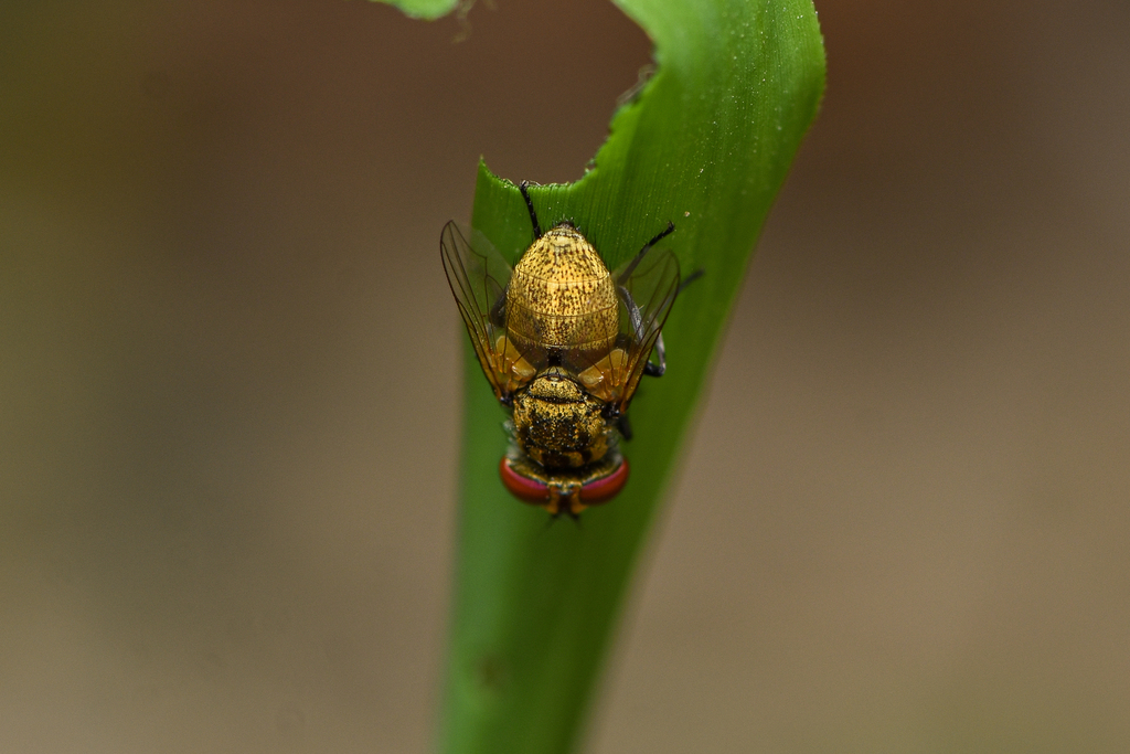 Clytiomya from North Aegean Region, Greece on August 6, 2021 at 02:05 ...