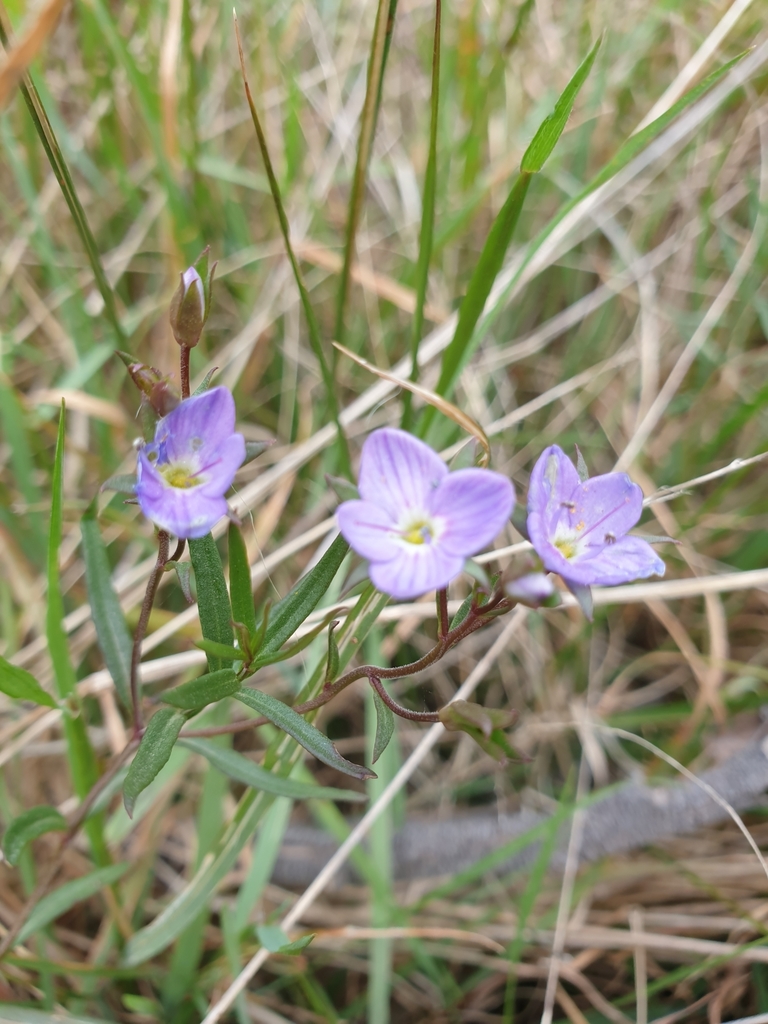 Slender Speedwell from Bungal VIC 3334, Australia on November 17, 2021 ...