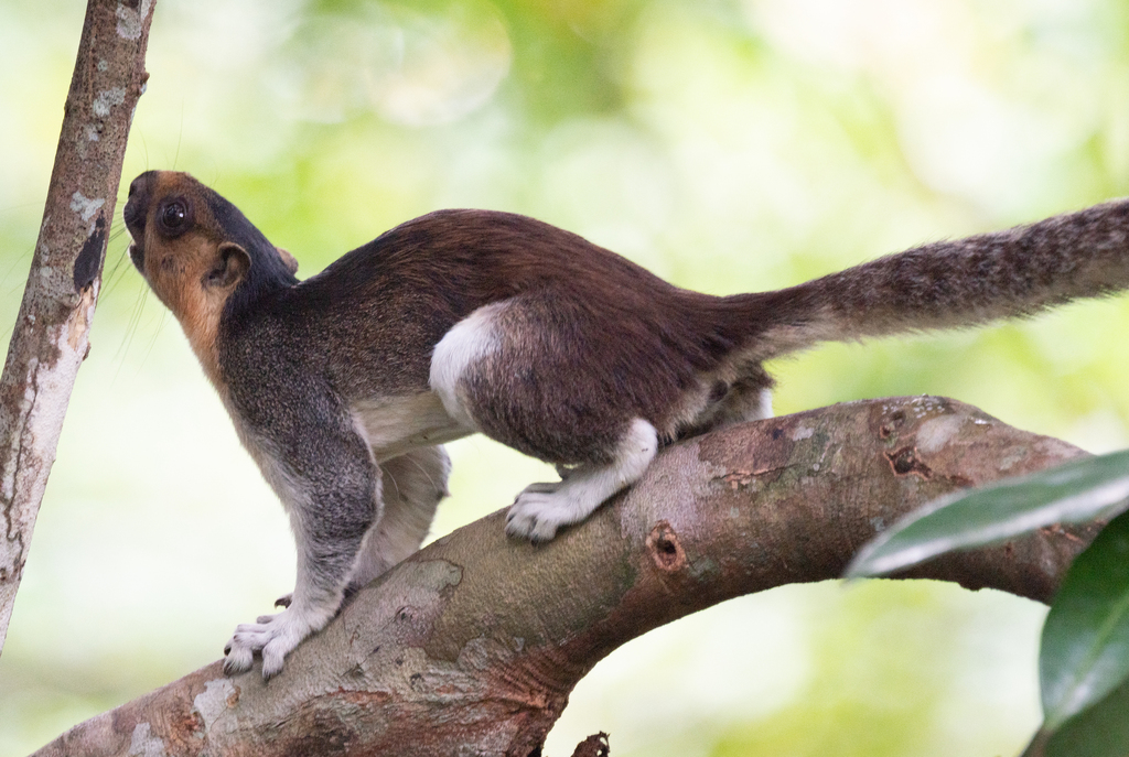 Pale Giant Squirrel in August 2019 by stuvwx · iNaturalist