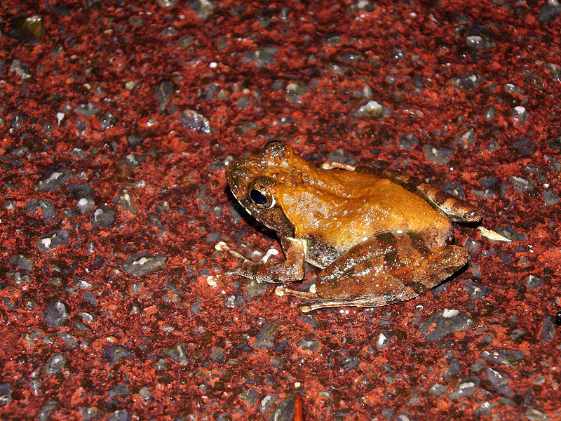 Ryukyu Kajika Frog from Aha, Kunigami, Kunigami District, Okinawa 905 ...