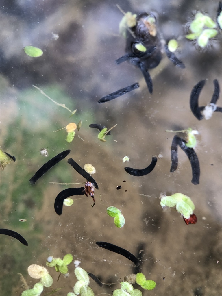 Polycelis from Siero, Asturias, ES on November 16, 2021 at 12:56 PM by ...