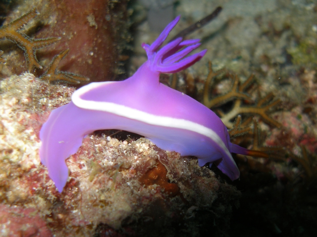 Hypselodoris variobranchia from Mabul Island, Sabah, Malaysia on ...