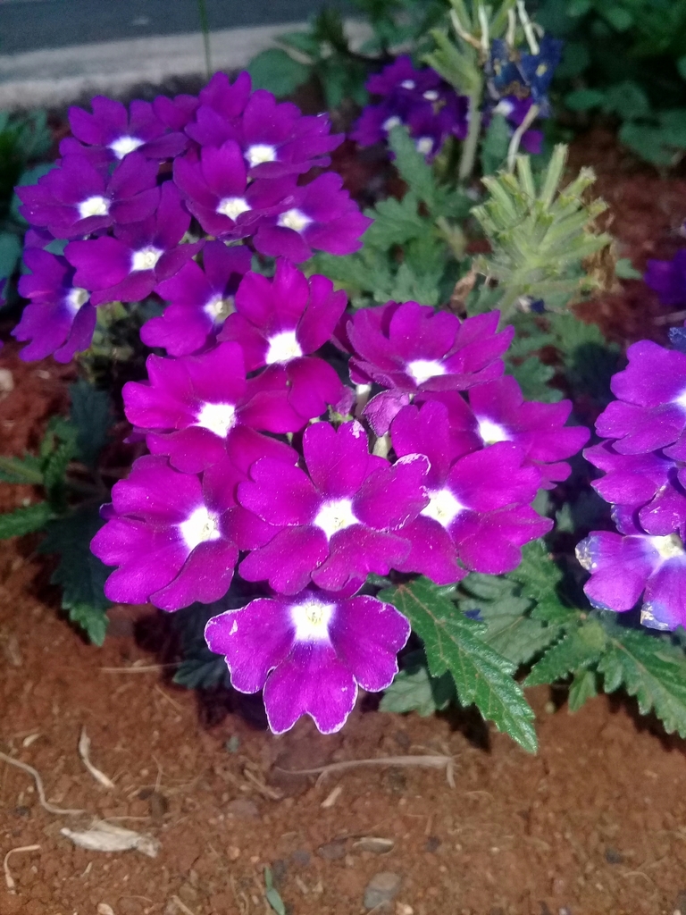 garden verbena from Panorama Gardens, Pietermaritzburg, 3201, South ...