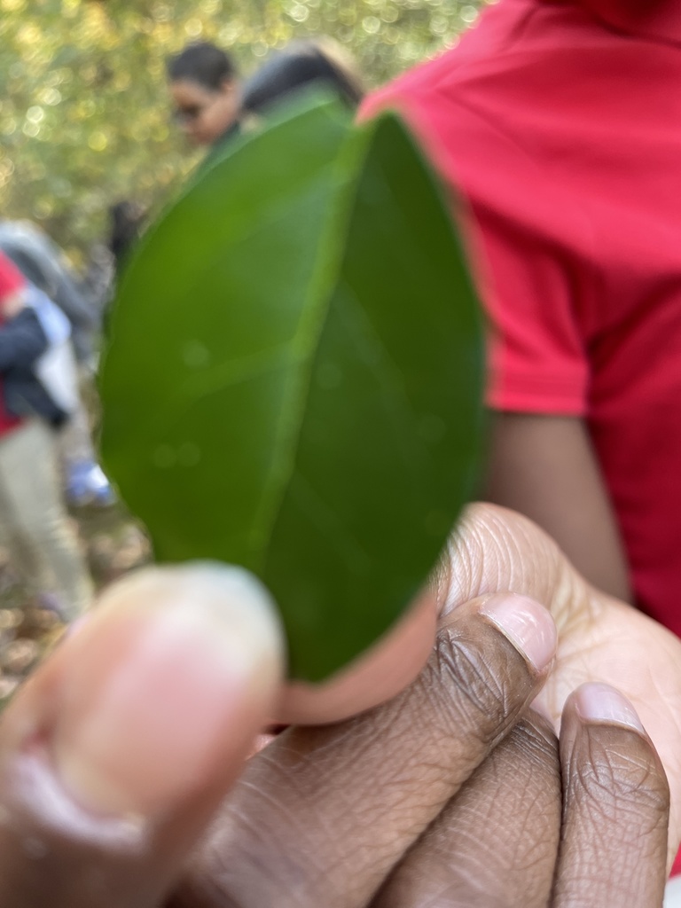 garden privet from Laurel, DE, US on November 17, 2021 at 11:45 AM by ...
