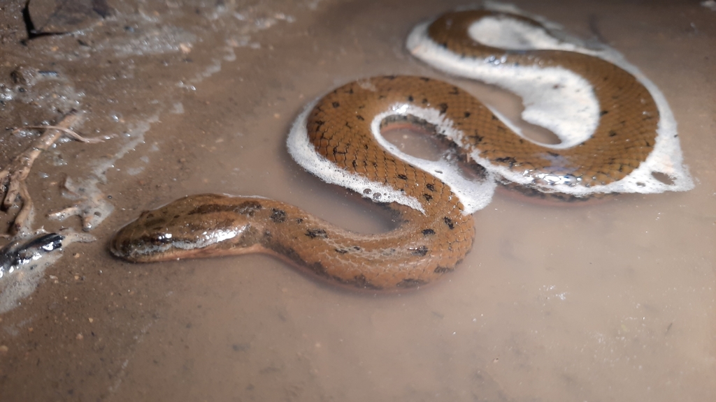 Chinese Water Snake from 香港林村 on November 17, 2021 at 11:05 PM by Tom ...