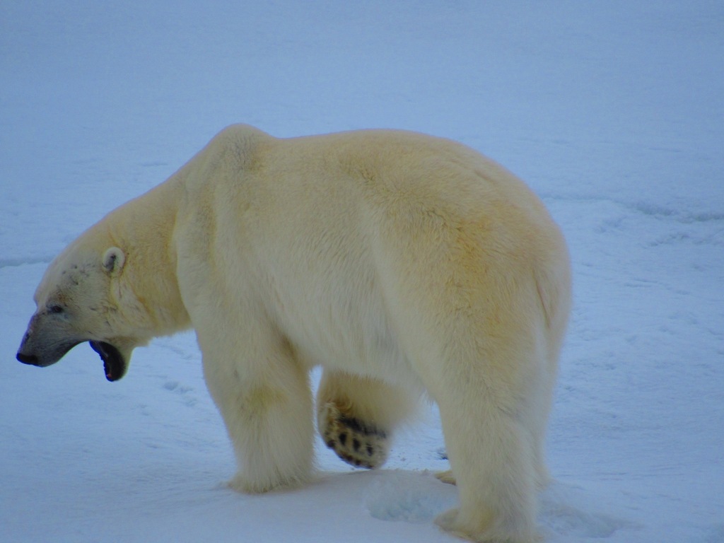 Polar Bear in June 2017 by Wendi Pillars · iNaturalist