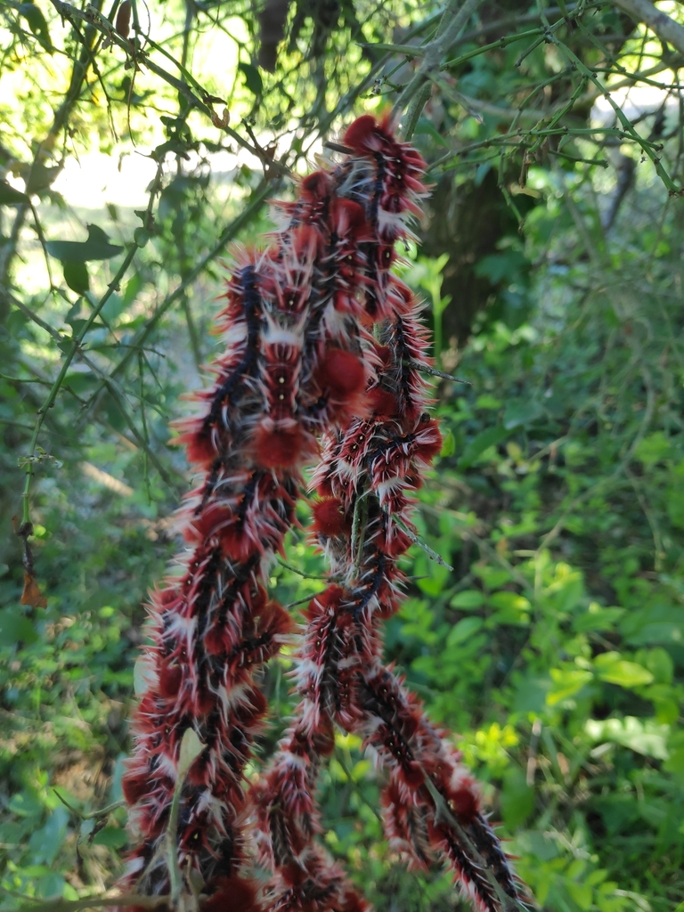 Morpho epistrophus argentinus from Berisso, Provincia de Buenos Aires ...