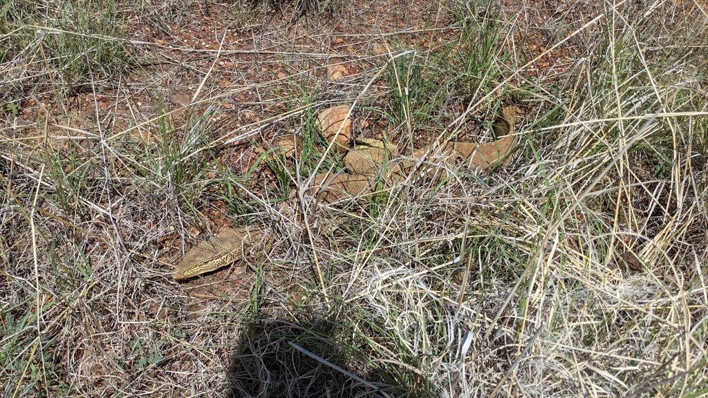 Eastern Argus Monitor in November 2021 by Caitlin Henderson. Spotted ...