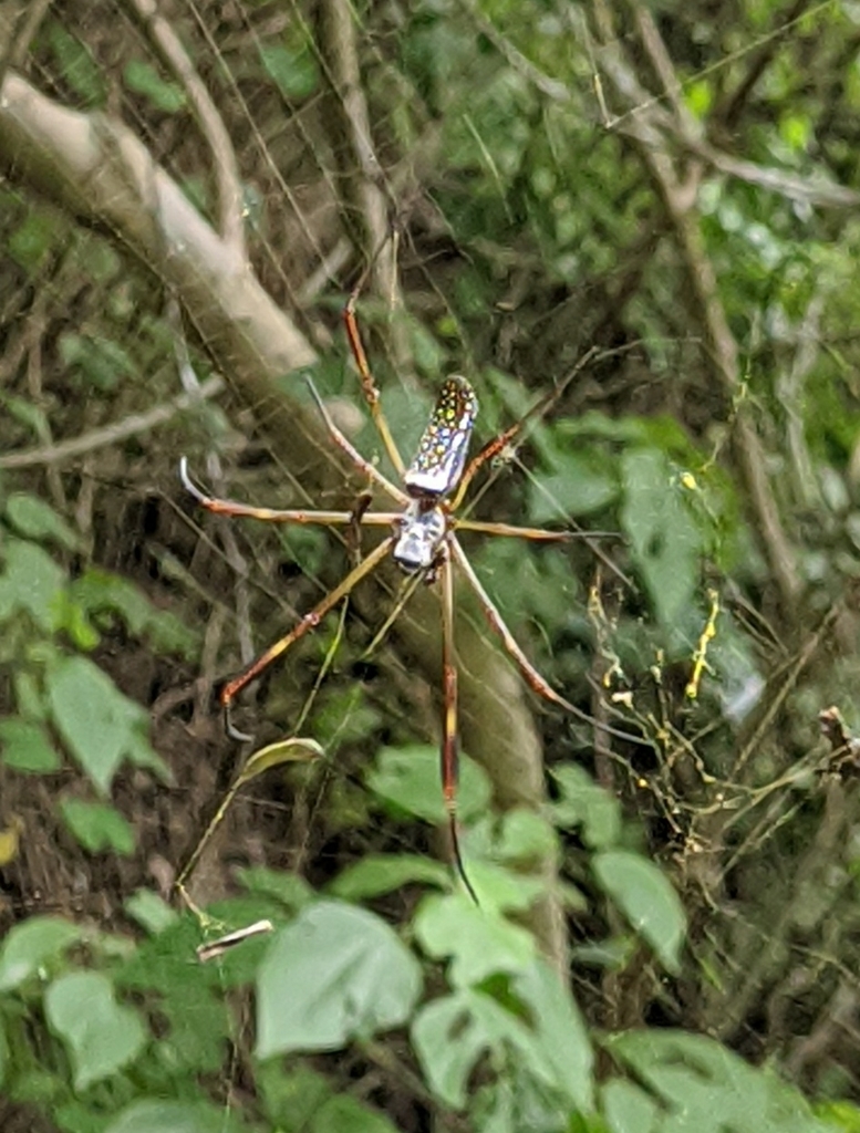 Golden Silk Spider from Chorrera on November 1, 2021 by SHELINA DEL ...