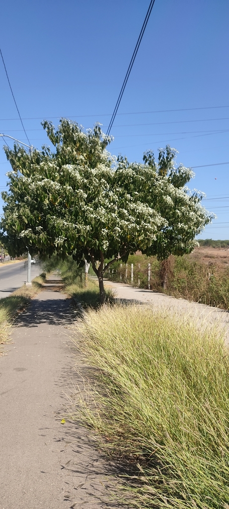 Cordia elaeagnoides from Hacienda del Río, 80064 Culiacán Rosales, Sin ...