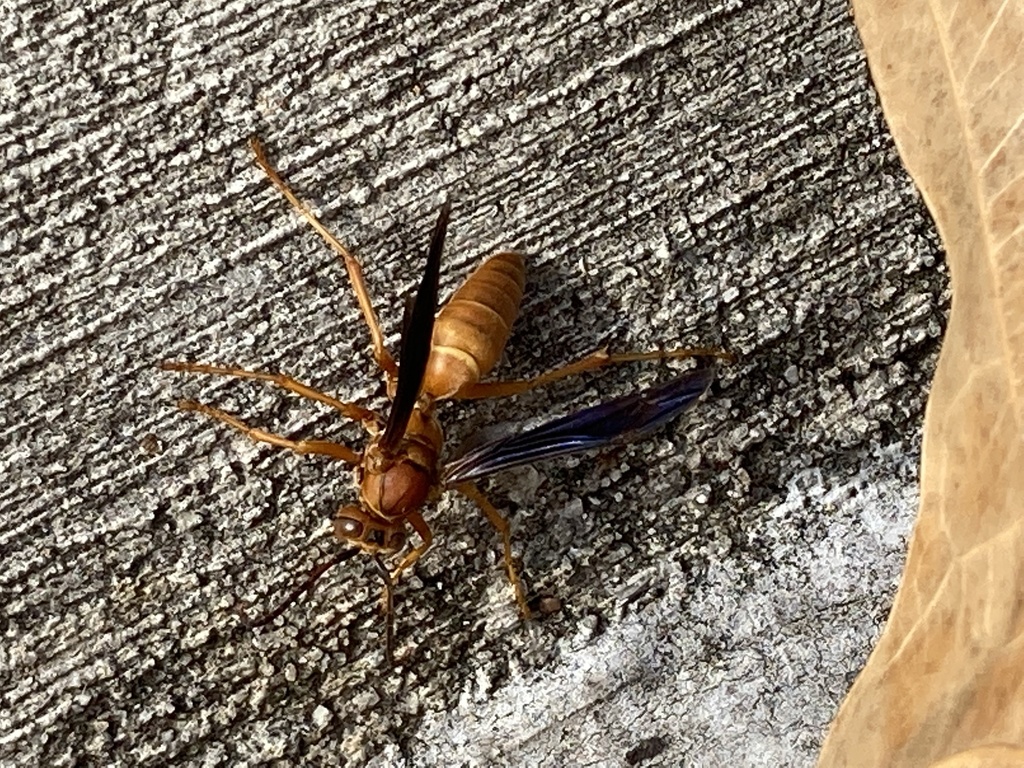 Fine-backed Red Paper Wasp from N Market St, Chattanooga, TN, US on ...