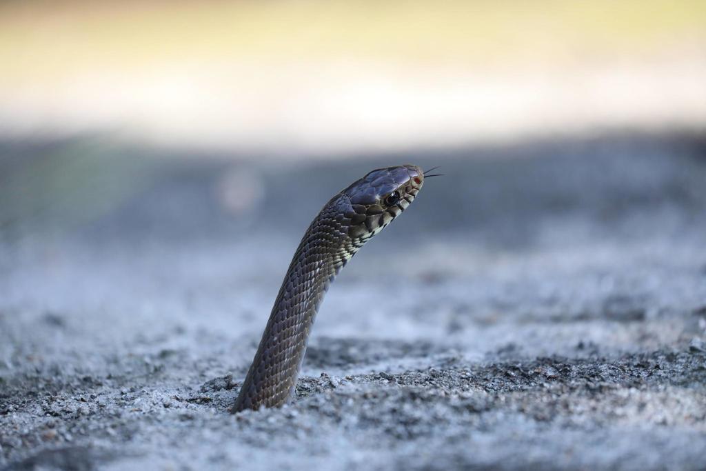 Oriental Rat Snake from 香港小瀝源 on November 16, 2021 at 11:47 AM by ...