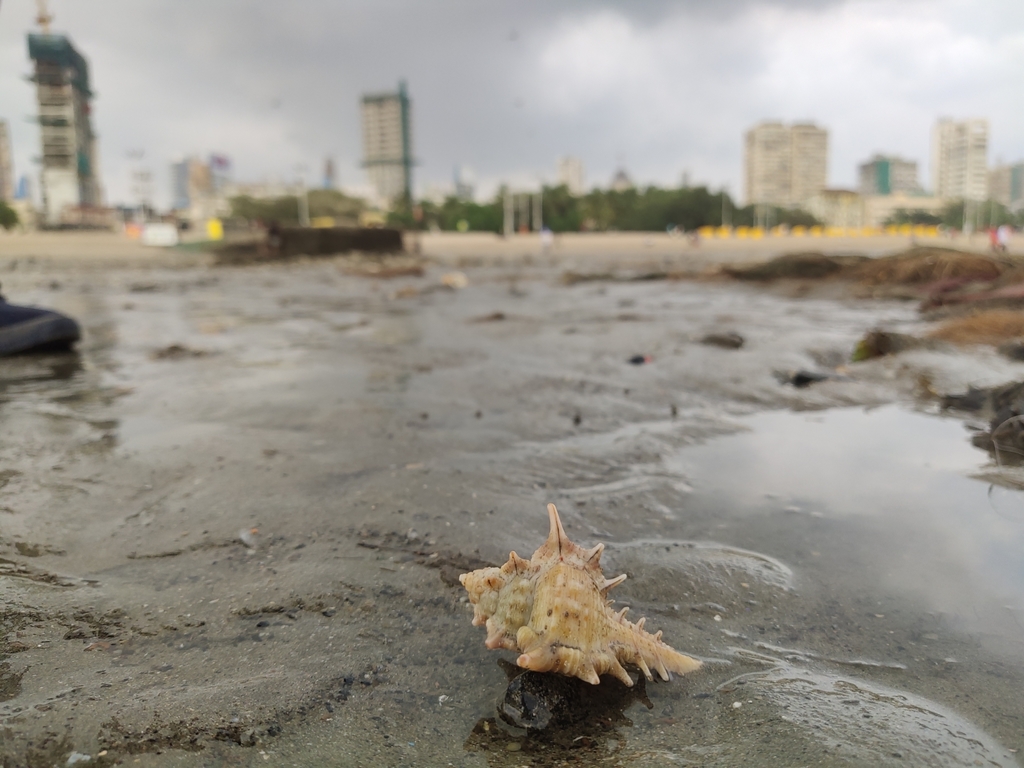 Murex indicus from XR47+47C, Chowpatty, Girgaon, Mumbai, Maharashtra ...