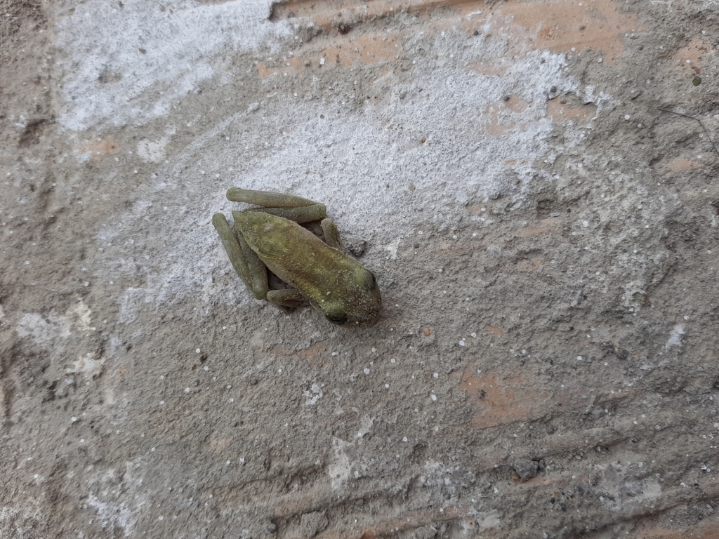 Tree Frogs and Allies from Rioja on November 18, 2021 at 08:33 AM by ...