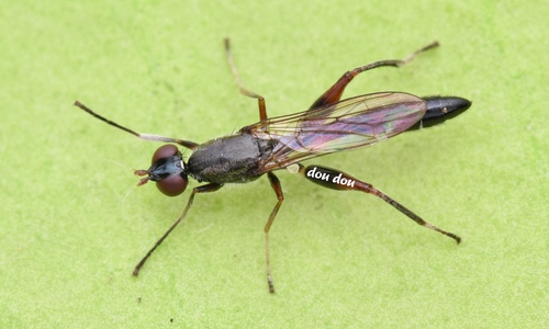 Photo 169343680, (c) 豆豆, all rights reserved, uploaded by 豆豆 · iNaturalist