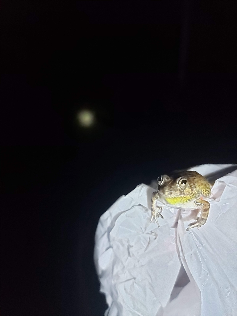 Colombian Four-eyed Frog from La Chorrera on November 1, 2021 by ...