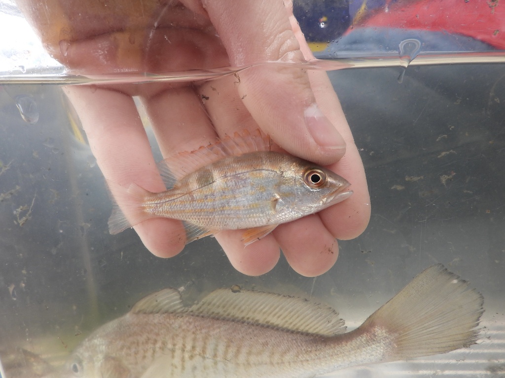 Lane Snapper in November 2021 by torgos216 · iNaturalist