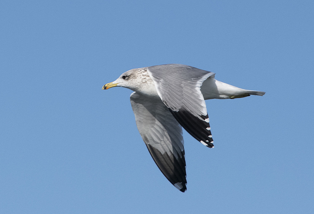 California Gull from 8000 Patterson Ranch Rd, Fremont, CA 94555, USA on ...