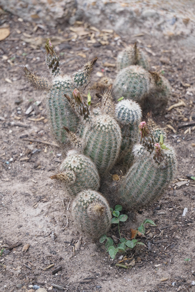 Echinocereus fitchii fitchii from McAllen, TX, USA on April 27, 2018 at ...