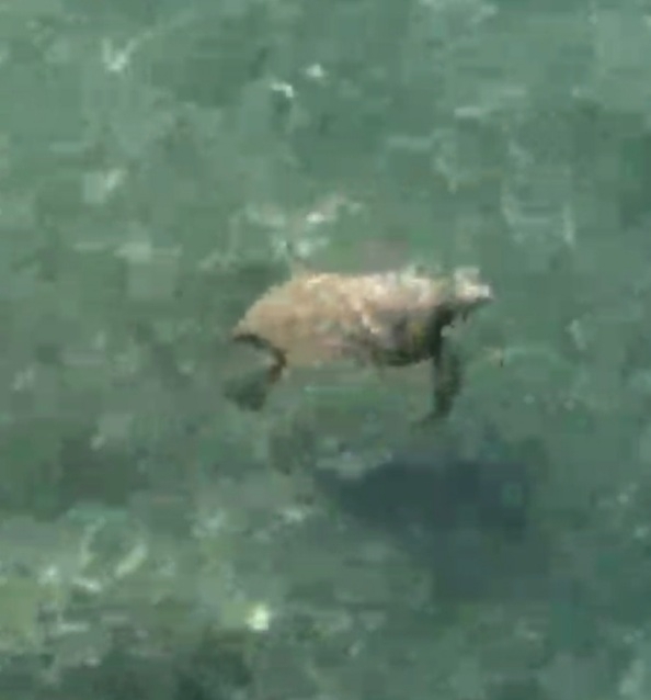 Typical Sea Turtles in November 2021 by ilan nyska · iNaturalist