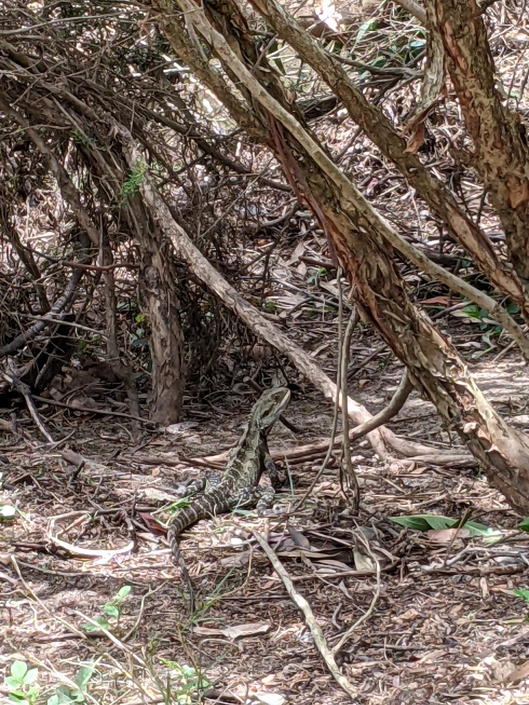 Australian Water Dragon from Ashburton VIC 3147, Australia on November ...