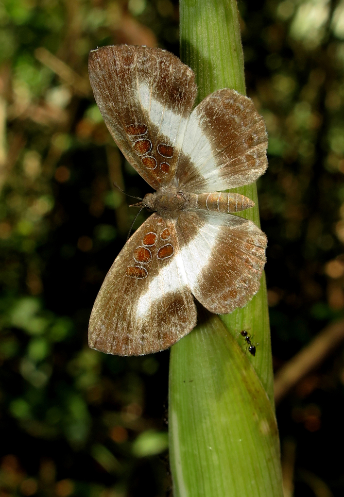 Cherry-spot Metalmark from Tambopata, Peru on October 2, 2017 at 09:50 ...