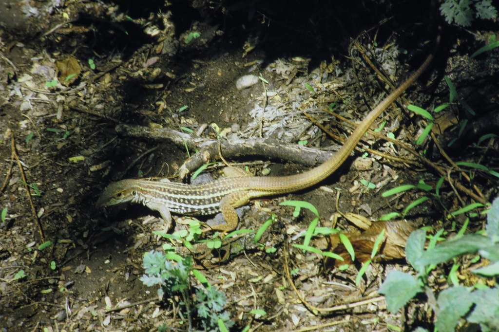 Giant Spotted Whiptail in July 1983 by peneybud · iNaturalist