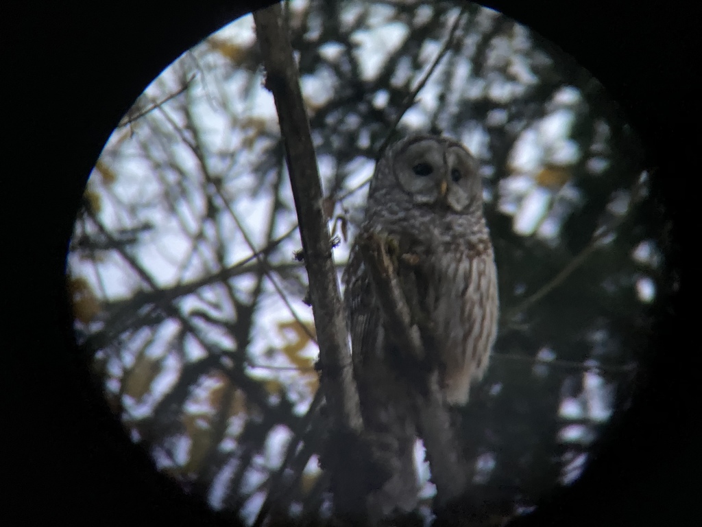 Barred Owl from Reed College, Portland, OR, US on November 17, 2021 at ...