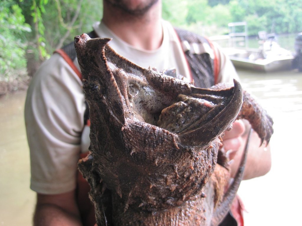 Alligator Snapping Turtle in June 2015 by Brandon Brooke · iNaturalist