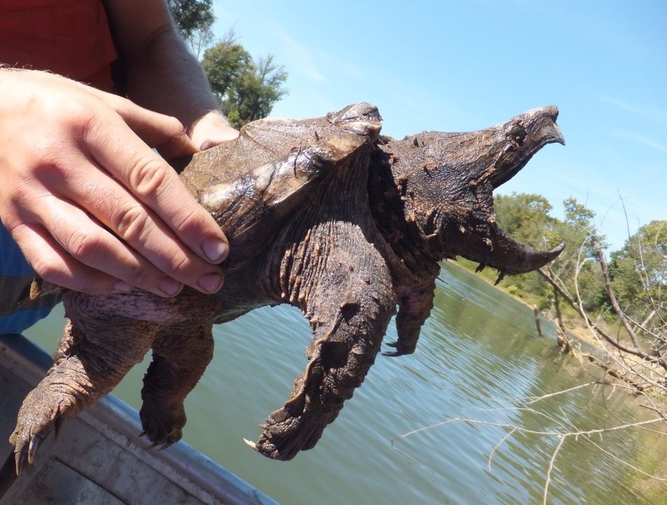 Alligator Snapping Turtle in October 2015 by Brandon Brooke · iNaturalist