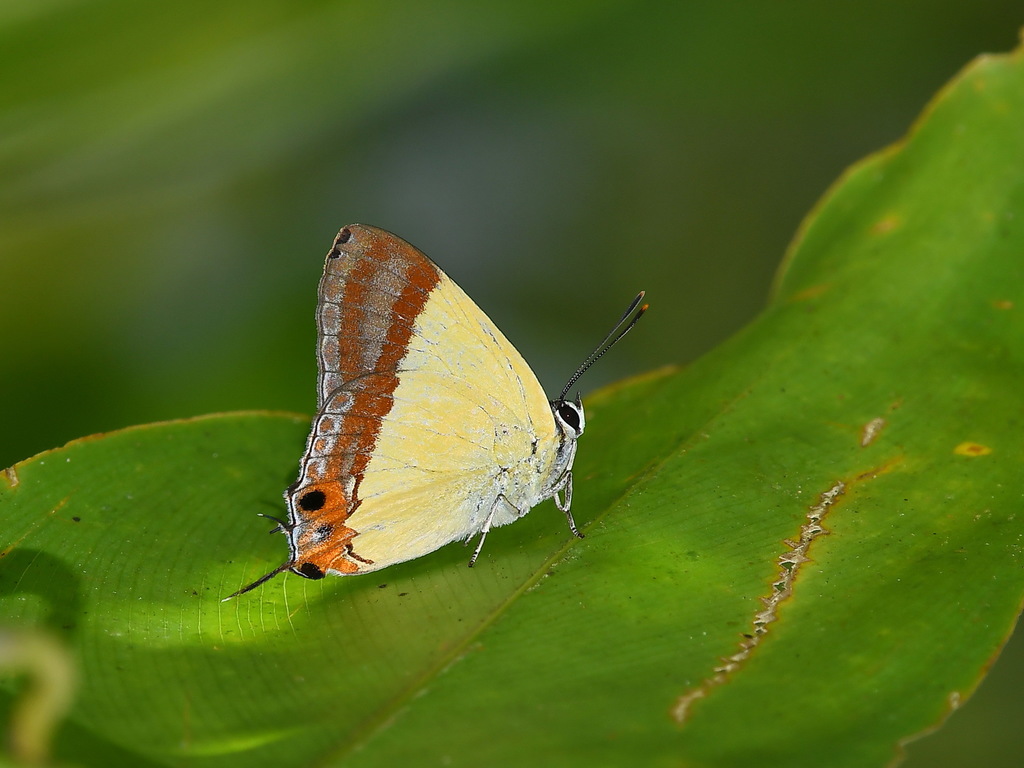 Paruparo cebuensis in November 2021 by Stijn De Win · iNaturalist