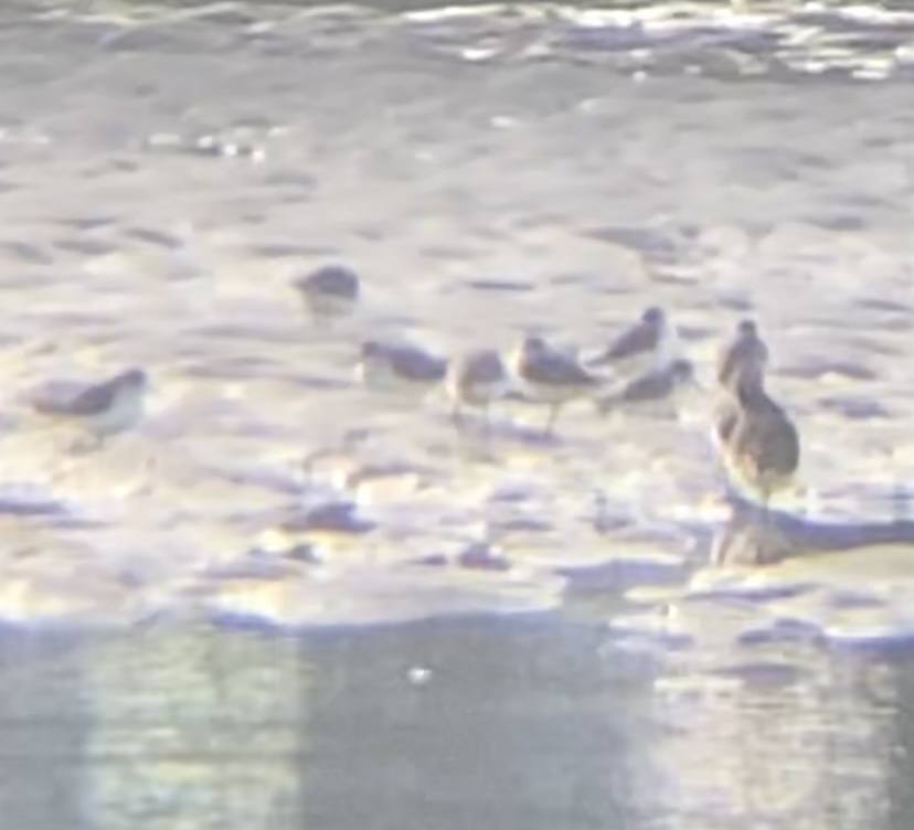 Shorebirds and Allies in November 2021 by Jordan Burkhardt. a large ...