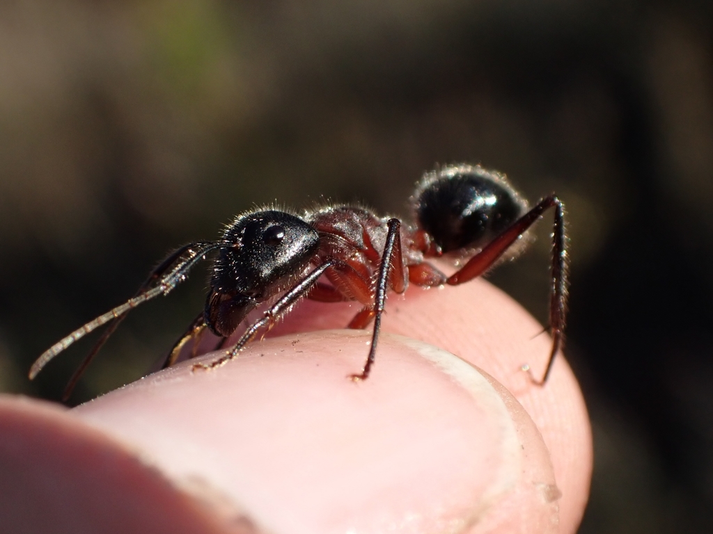 Giant Sugar Ant from Carlisle River VIC 3239, Australia on November 17 ...