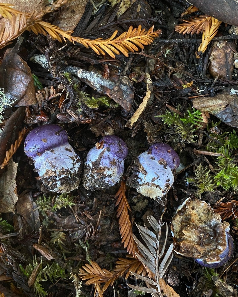 Something by Jeeyon Shim · iNaturalist