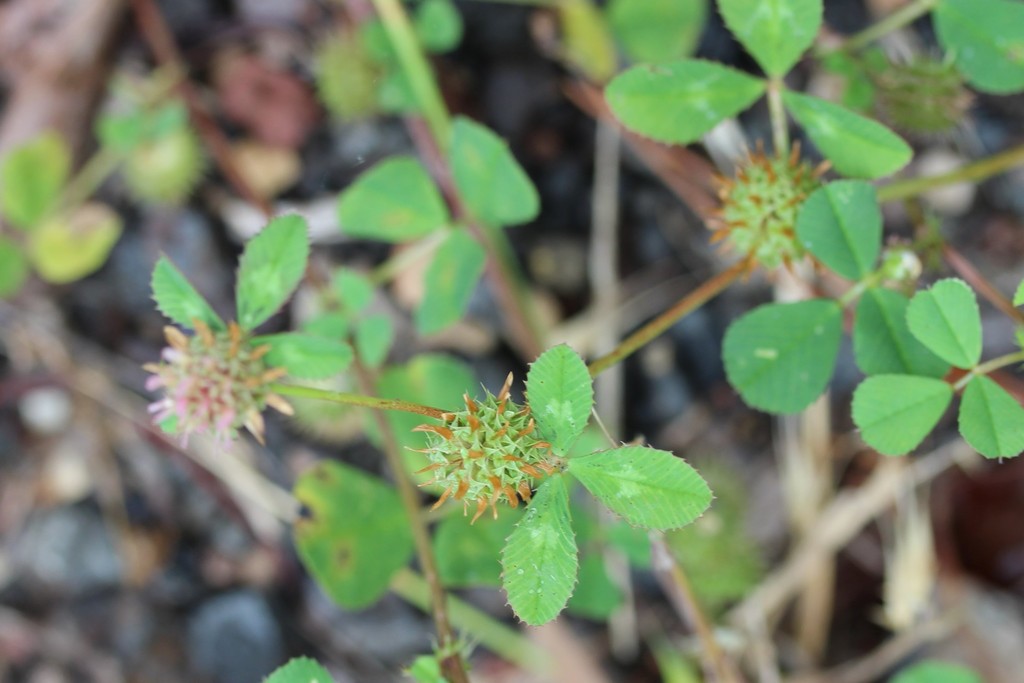 Clustered clover from Diamond Creek VIC 3089, Australia on November 18 ...