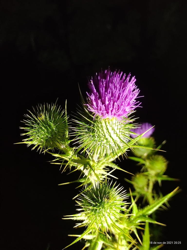 Bull Thistle from Buri, SP, 18290-000, Brasil on November 18, 2021 at ...