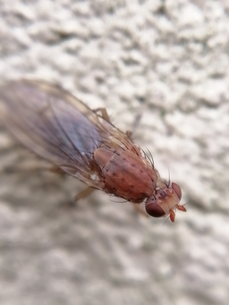 Suillia from Søndersøskolen (Kirke Værløsevej), 3500 Værløse, Danmark ...